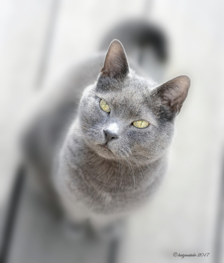 °Knappe Schärfe° Foto & Bild | natur, katze, kater Bilder auf fotocommunity