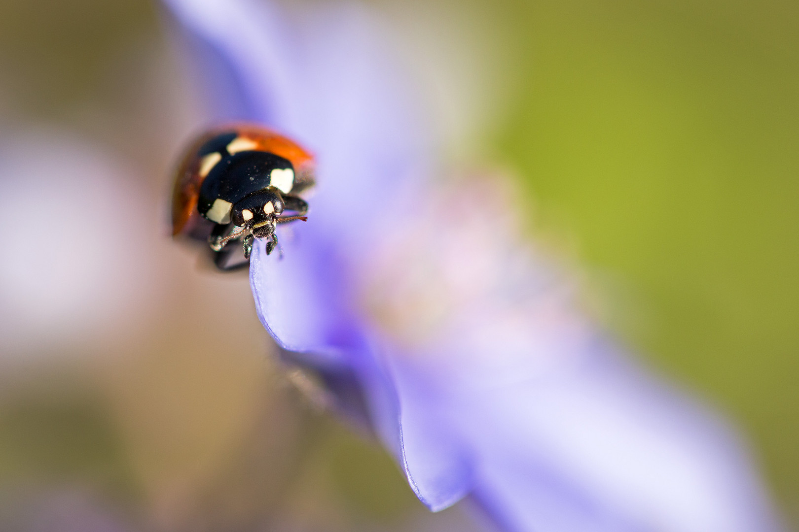 knappe Schärfe... Foto & Bild | tiere, wildlife, insekten Bilder auf ...