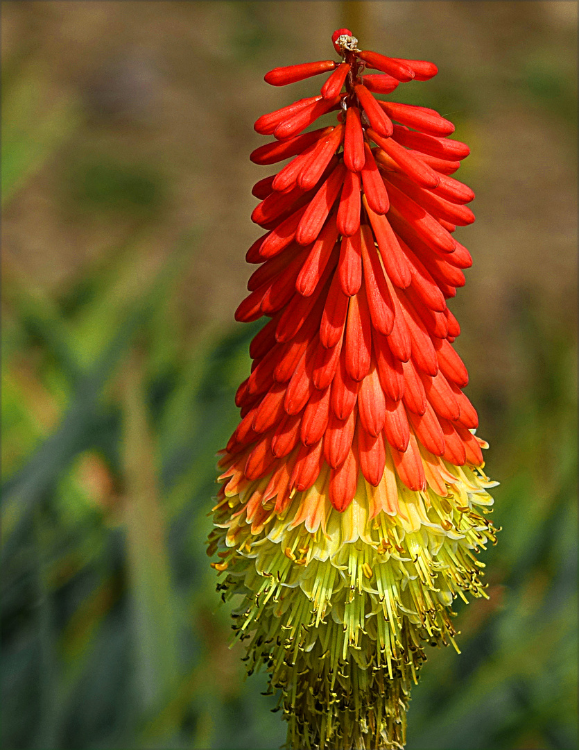 kniphofia Foto & Bild | art, spezial, natur Bilder auf fotocommunity
