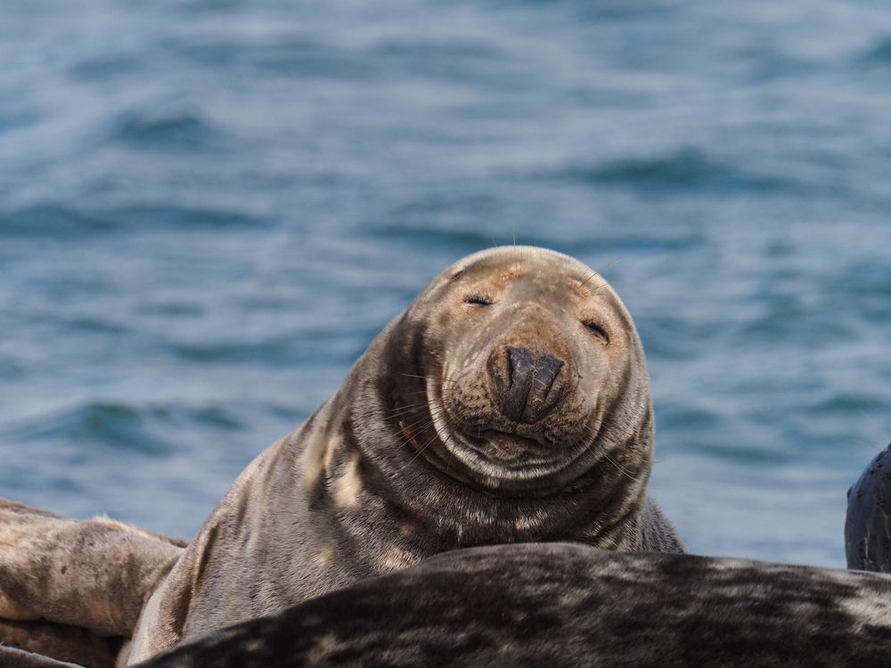 Knollnase Foto & Bild | tiere, wildlife, säugetiere Bilder auf ...