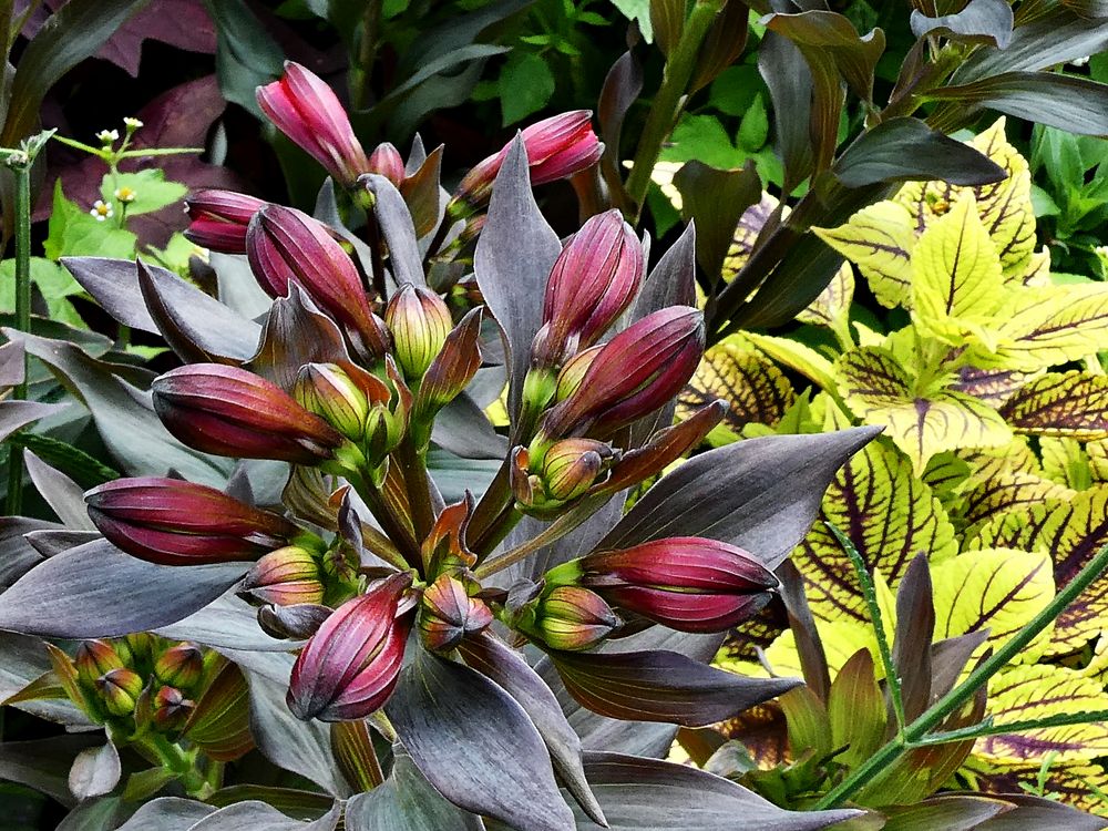 Knospen der Inkalilien Foto & Bild | natur, blüten, kleinpflanzen ...