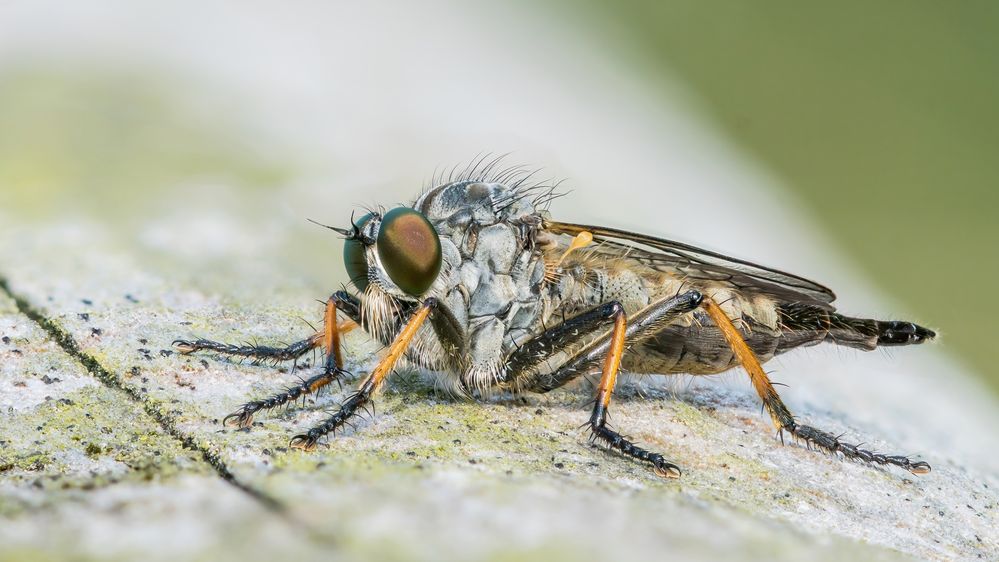 Knotenstrauchdieb Weibchen Stackaufnahme Foto & Bild | tiere, wildlife ...