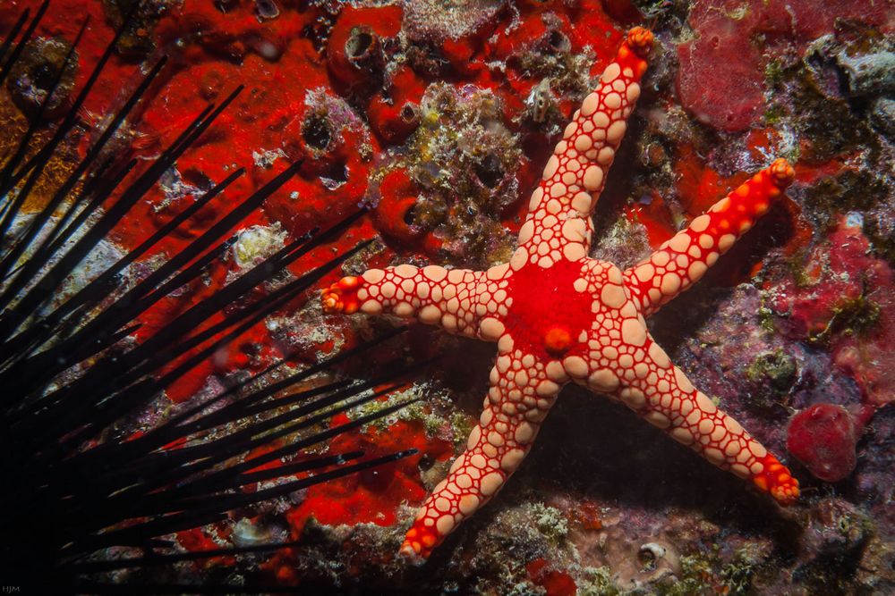 Knotiger Seestern Foto & Bild | africa, eastern africa, tiere Bilder ...