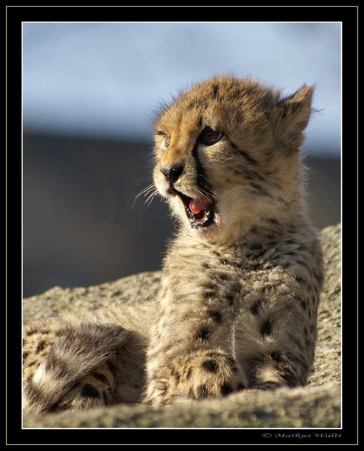 Knuddel-Alarm Foto & Bild | tiere, tierkinder, grosskatzen Bilder auf ...