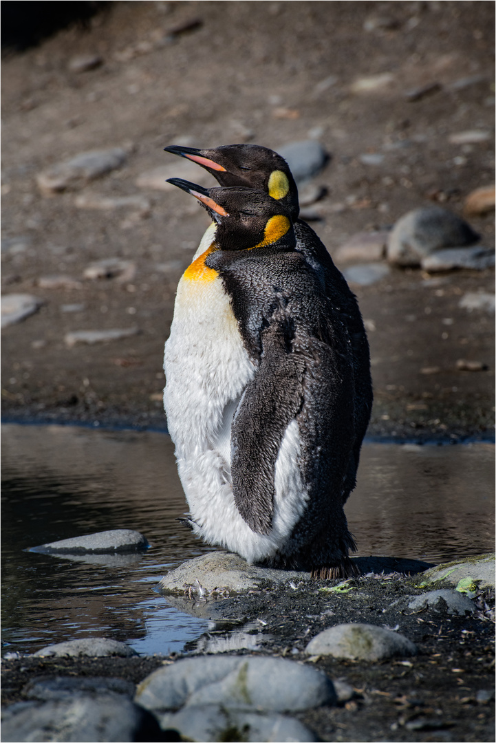 Knuddel Foto & Bild | tiere, wildlife, wild lebende vögel Bilder auf ...