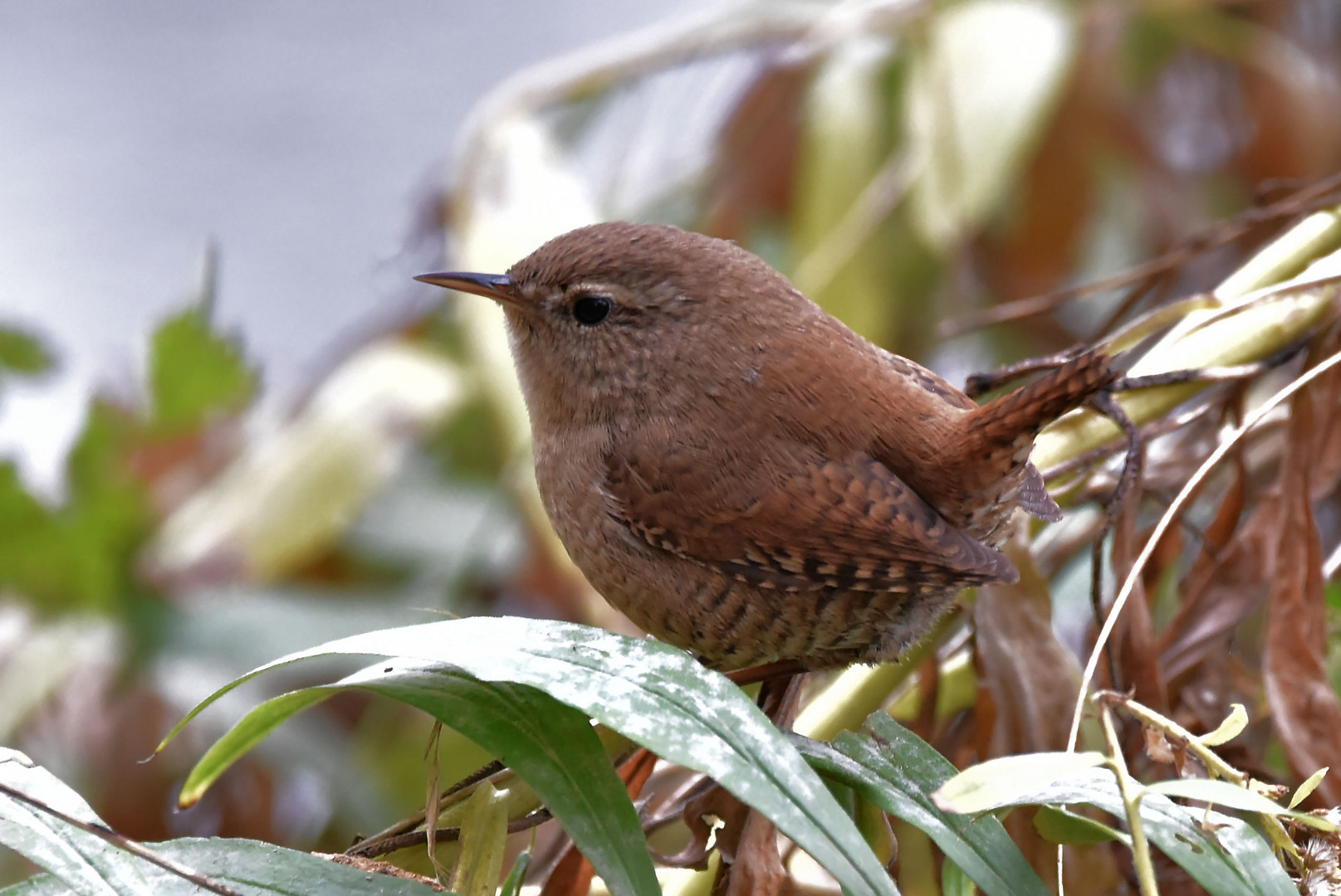 Knuddelig Foto & Bild | tiere, vögel, wildlife Bilder auf fotocommunity