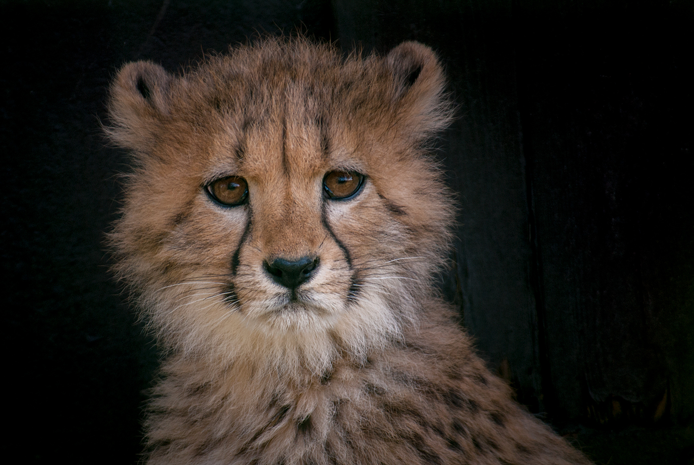 knuffig Foto & Bild | tiere, zoo, wildpark & falknerei, säugetiere ...