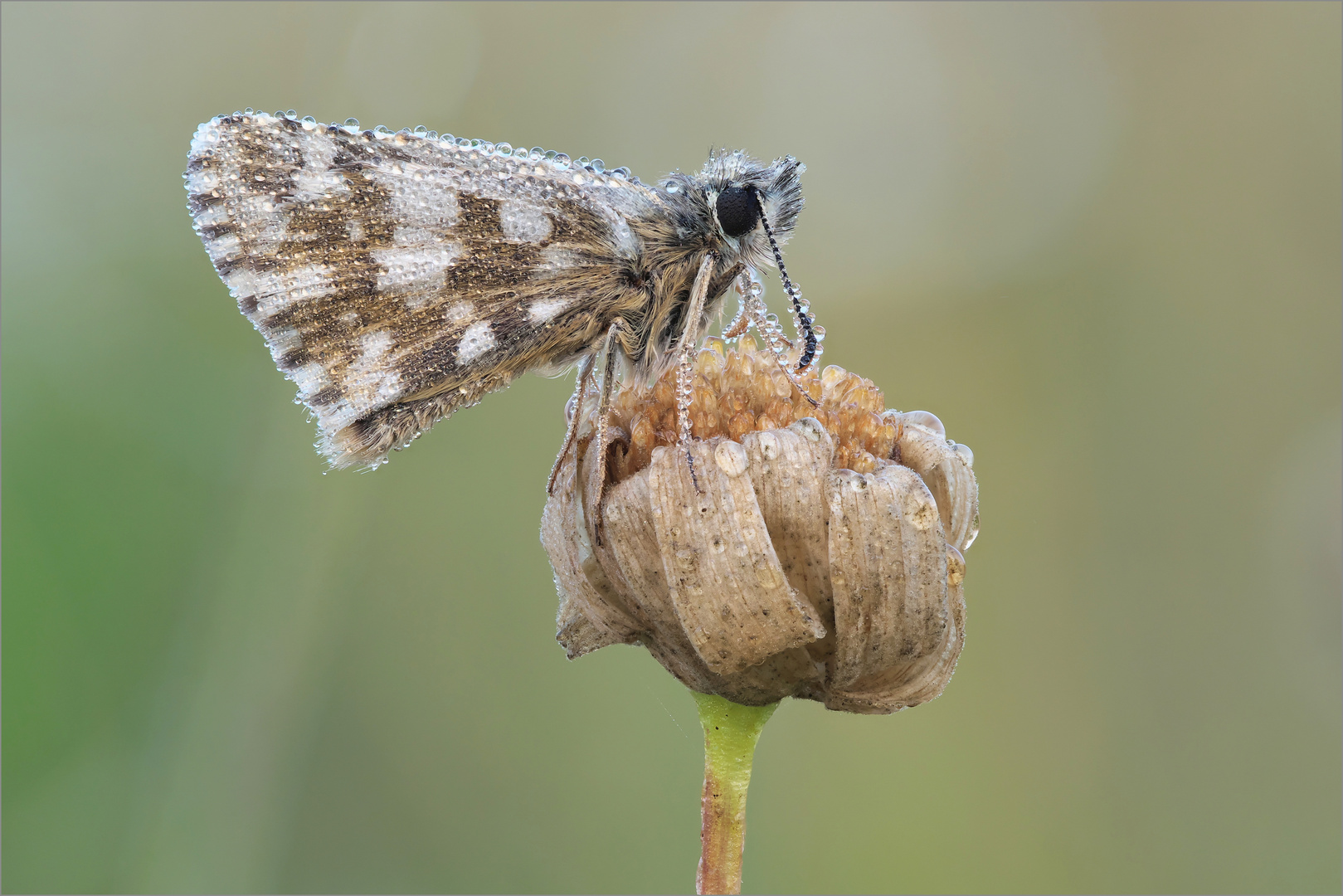 Knuffig Foto & Bild | makro, natur, nahaufnahme Bilder auf fotocommunity