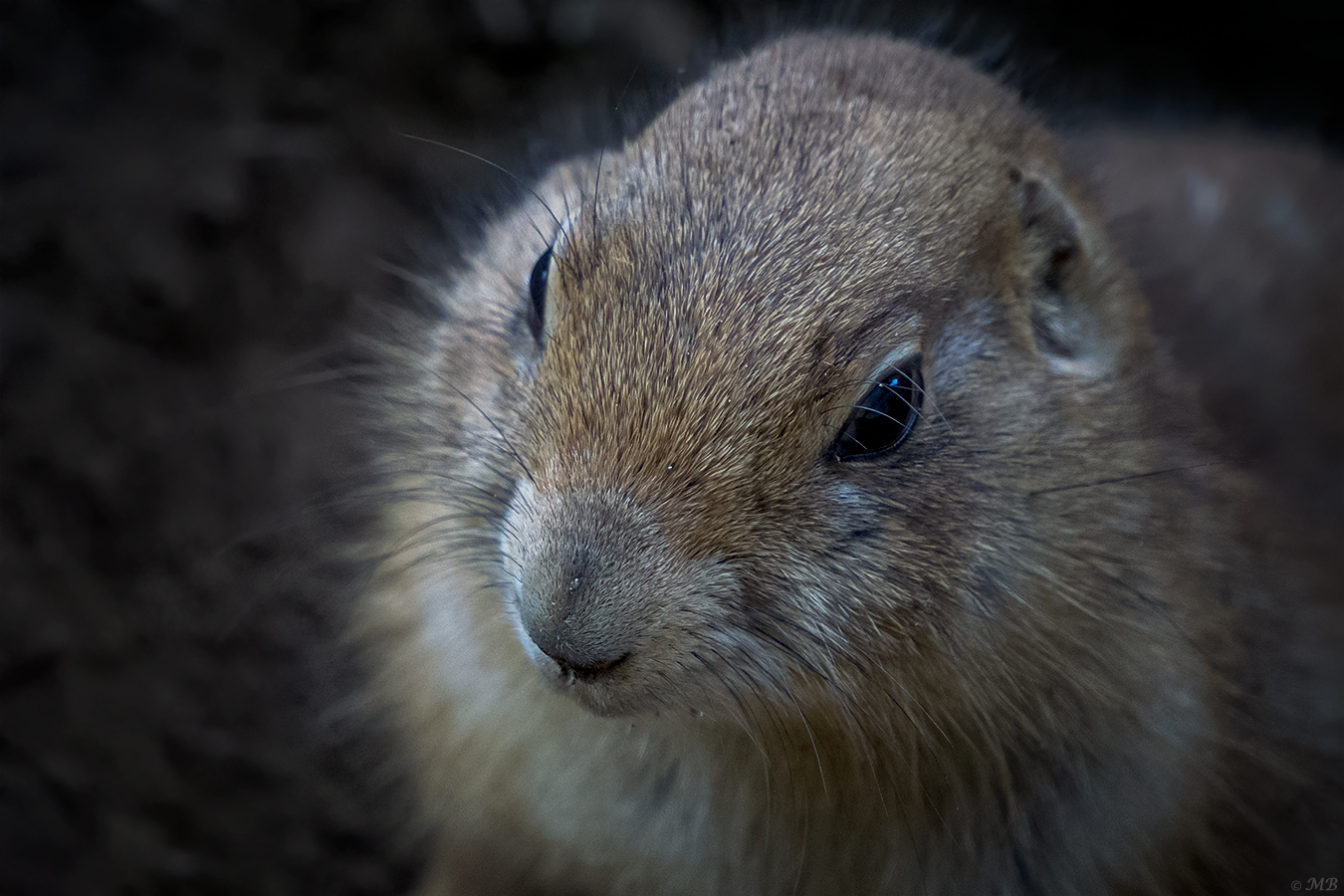 knuffig Foto & Bild | tiere, natur-kreativ, tierdetails Bilder auf ...