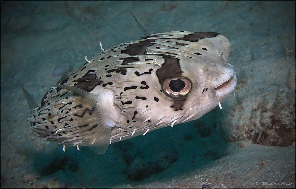 knuffig Foto & Bild | asia, malaysia, tiere Bilder auf fotocommunity