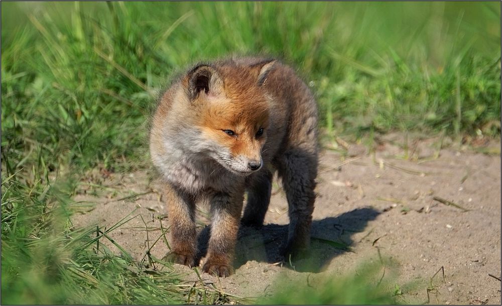 Knuffig Foto & Bild | säugetiere allgem., tiere, wildlife Bilder auf ...
