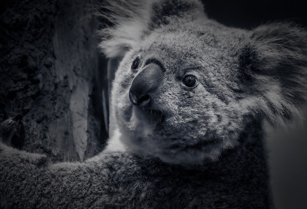 Knuffig Foto & Bild | s-w, sw, natur Bilder auf fotocommunity