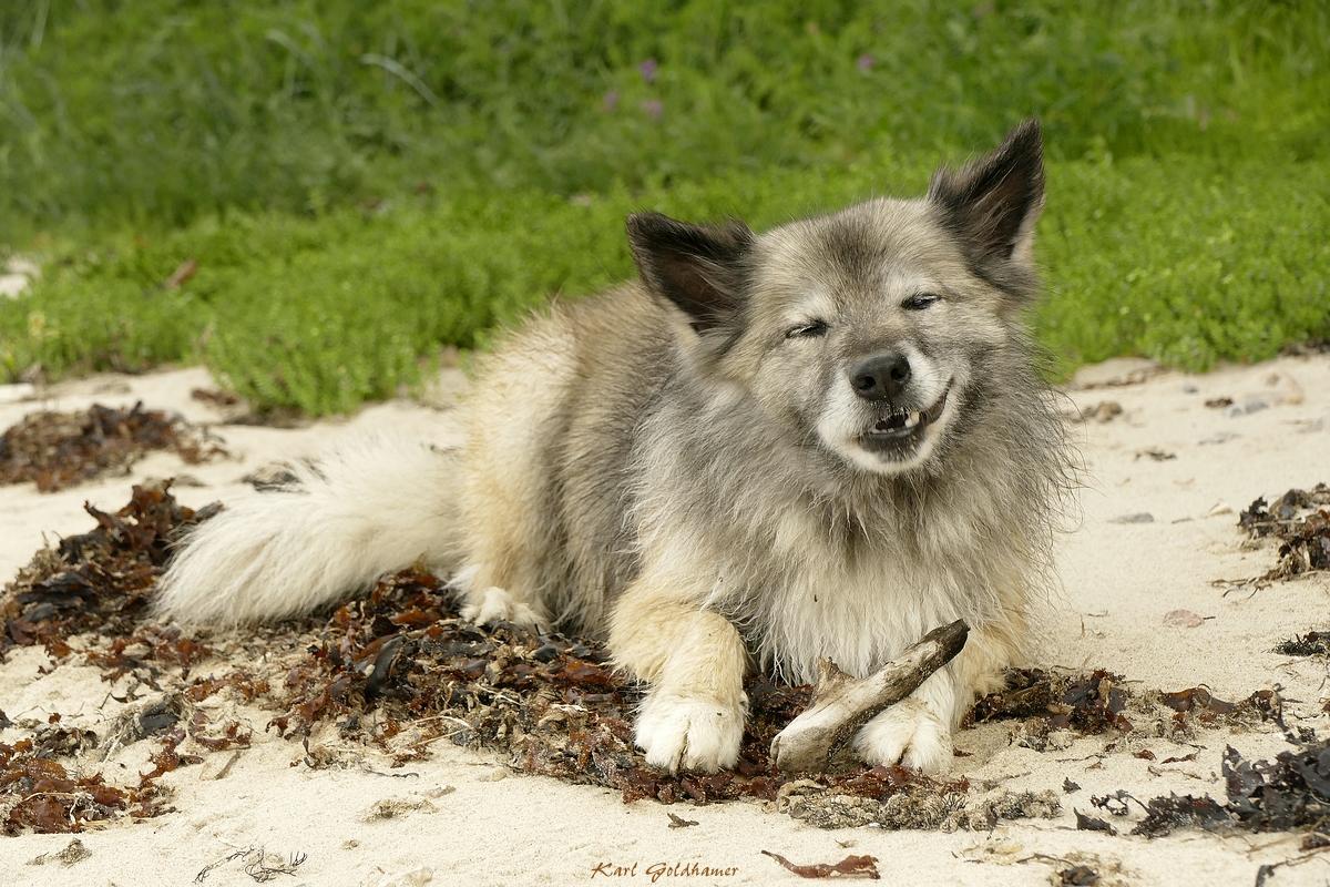Knusper, knusper Foto & Bild | tiere, haustiere, hunde Bilder auf ...