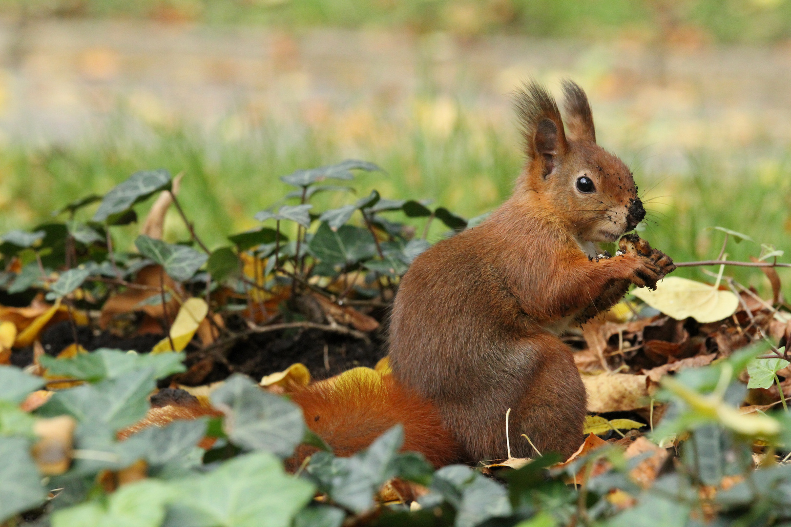 Knusper,knusper... Foto & Bild | tiere, wildlife, säugetiere Bilder auf ...
