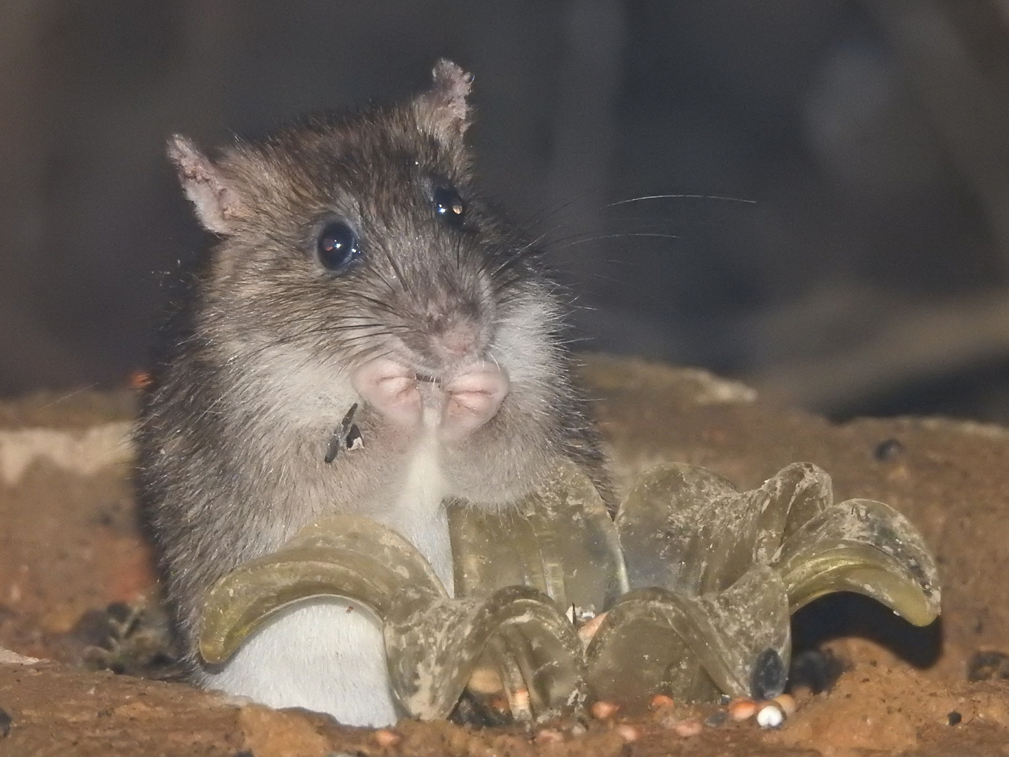 Knusper,Knusper Knäuschen ............. Foto & Bild | fotos, natur ...