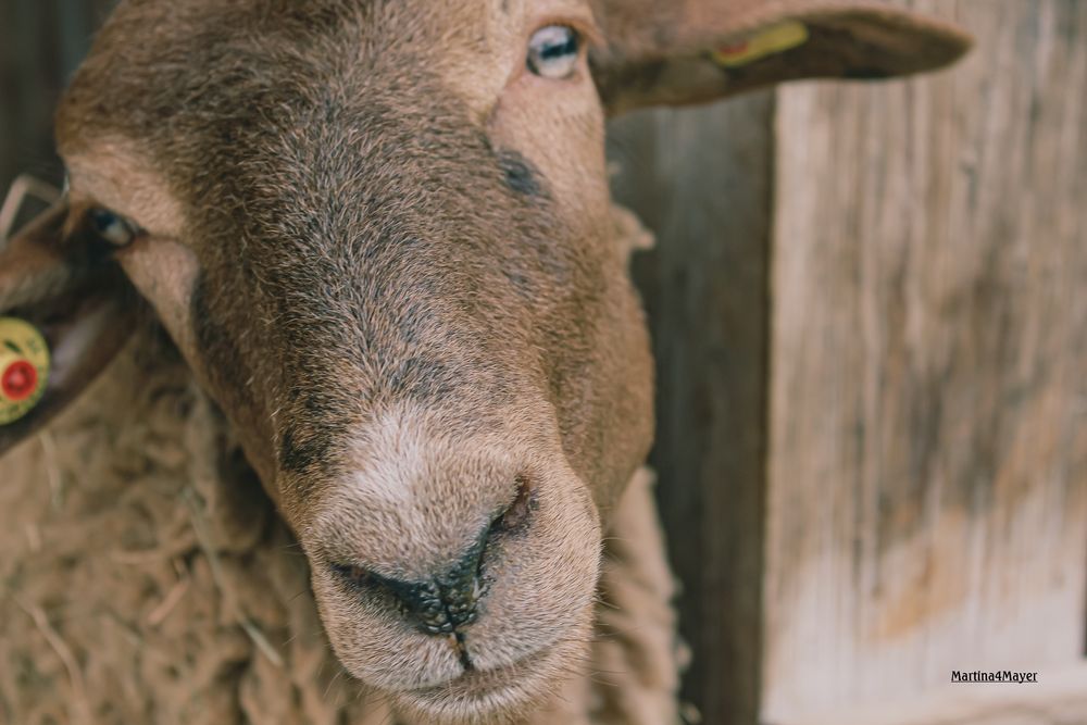 @knutsch dich Foto & Bild | tiere, haustiere, nutztiere Bilder auf ...