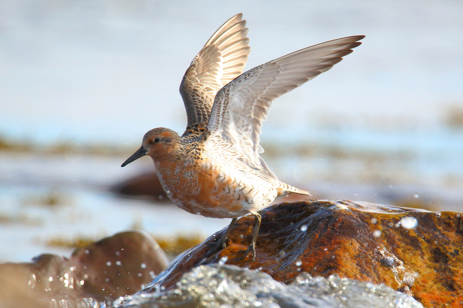 Knutt Foto & Bild | tiere, wildlife, natur Bilder auf fotocommunity