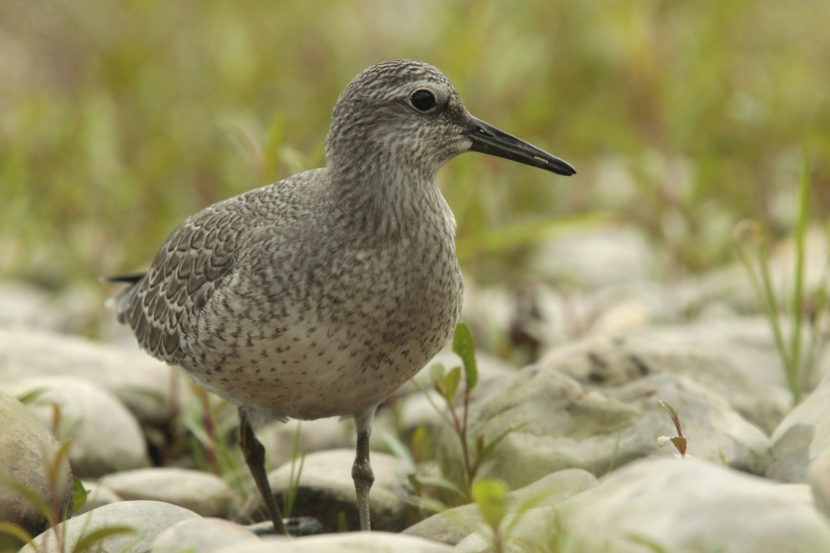 Knutt Foto & Bild | tiere, wildlife, wild lebende vögel Bilder auf ...