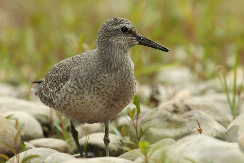 Knutt Foto & Bild | tiere, wildlife, wild lebende vögel Bilder auf ...