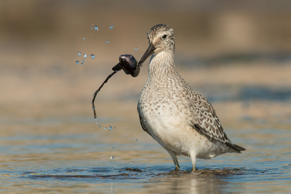 Knutt Foto & Bild | tiere, wildlife, wild lebende vögel Bilder auf ...