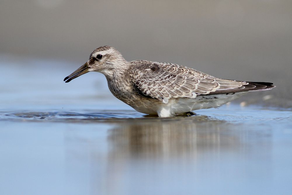Knutt Foto & Bild | natur, vögel, wildlife Bilder auf fotocommunity