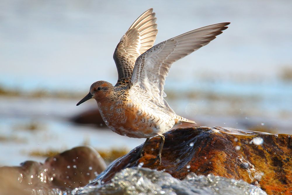 Knutt Foto & Bild | tiere, wildlife, natur Bilder auf fotocommunity