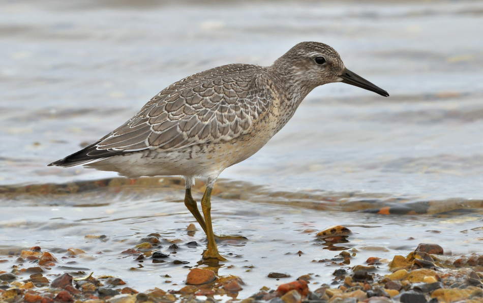 Knutt Foto & Bild | tiere, wildlife, wild lebende vögel Bilder auf ...