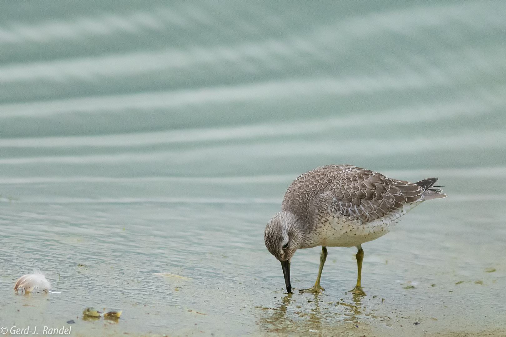 Knutt Foto & Bild | tiere, wildlife, wild lebende vögel Bilder auf ...