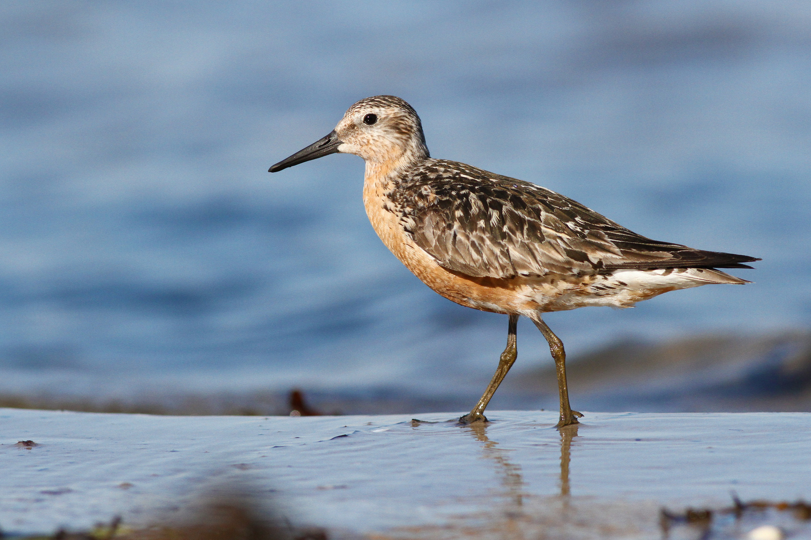 Knutt Foto & Bild | natur, wildlife, knutt Bilder auf fotocommunity