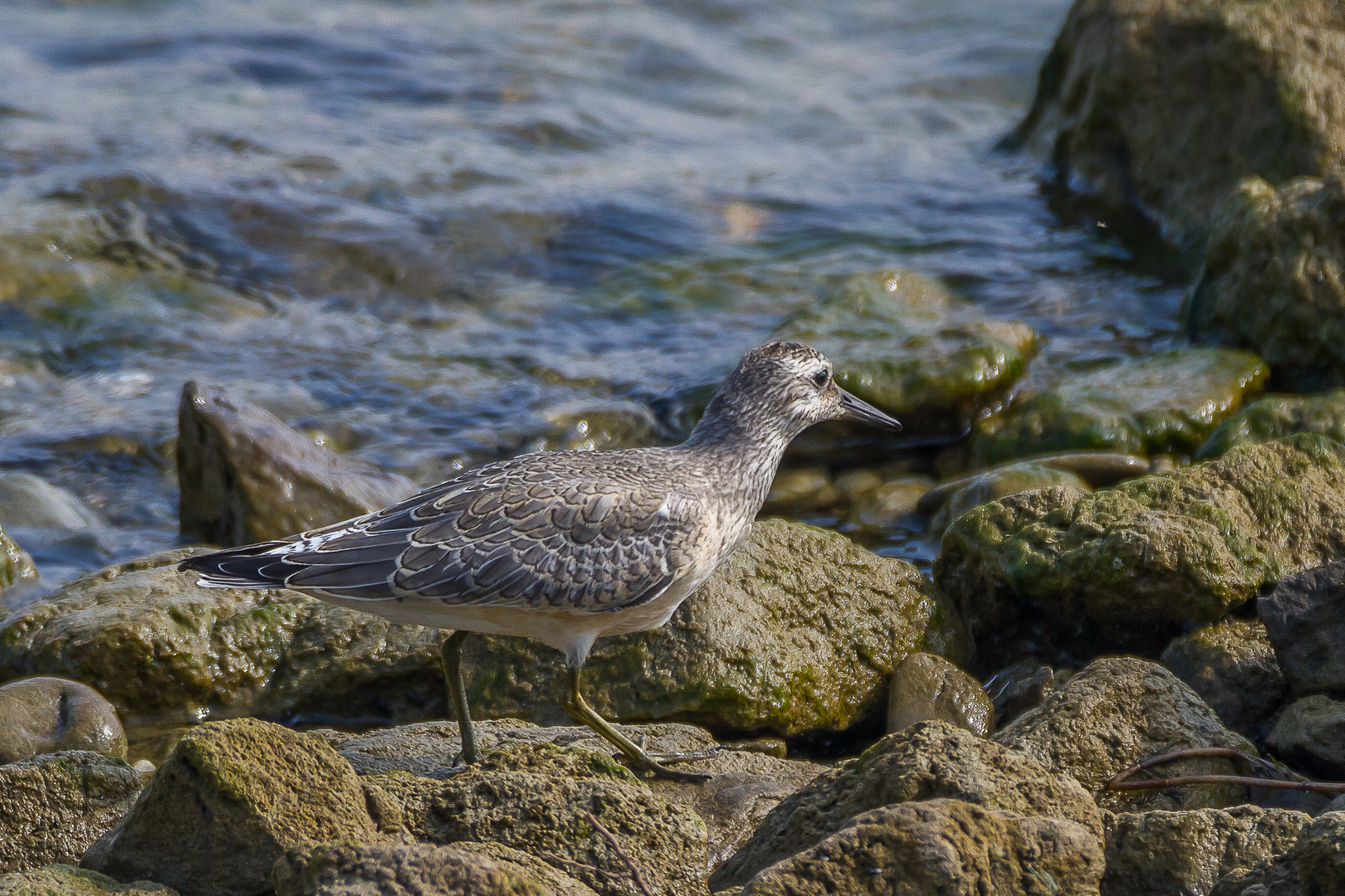 Knutt Foto & Bild | natur, vögel, wildlife Bilder auf fotocommunity