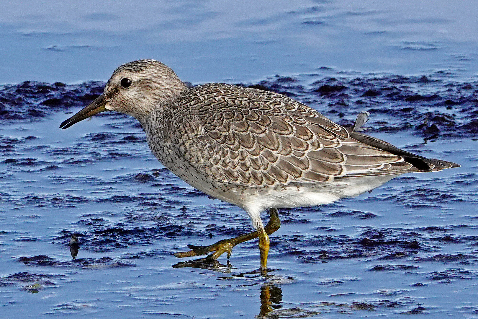 Knutt II Foto & Bild | tiere, wildlife, wild lebende vögel Bilder auf ...