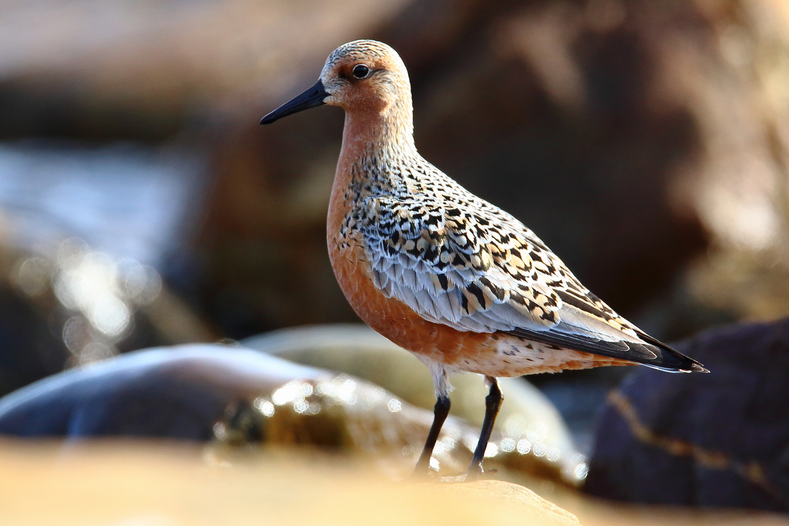 Knutt im Prachtkleid Foto & Bild | tiere, wildlife, natur Bilder auf ...