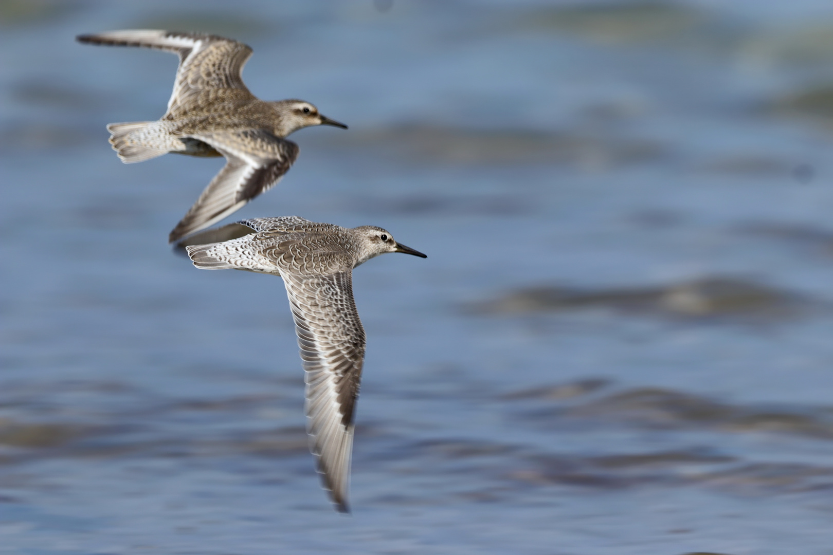 Knutt & Knutt.... Foto & Bild | natur, tiere, vögel Bilder auf ...