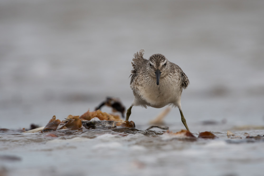 Knutt mit Schlagseite Foto & Bild | vögel, helgoland, knutt Bilder auf ... Knutt mit Schlagseite Foto & Bild | vögel, helgoland, knutt Bilder auf ...