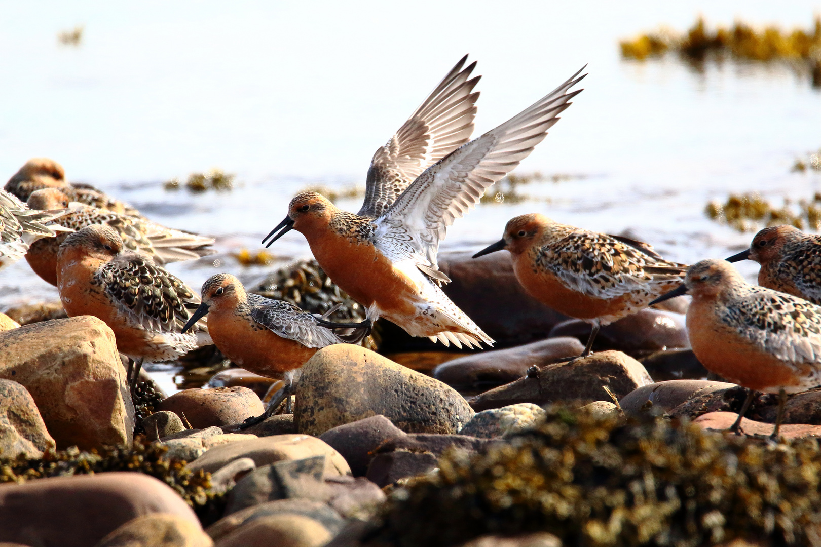 Knutt-Trupp bei Ebbe Foto & Bild | natur, tiere, vögel Bilder auf ...
