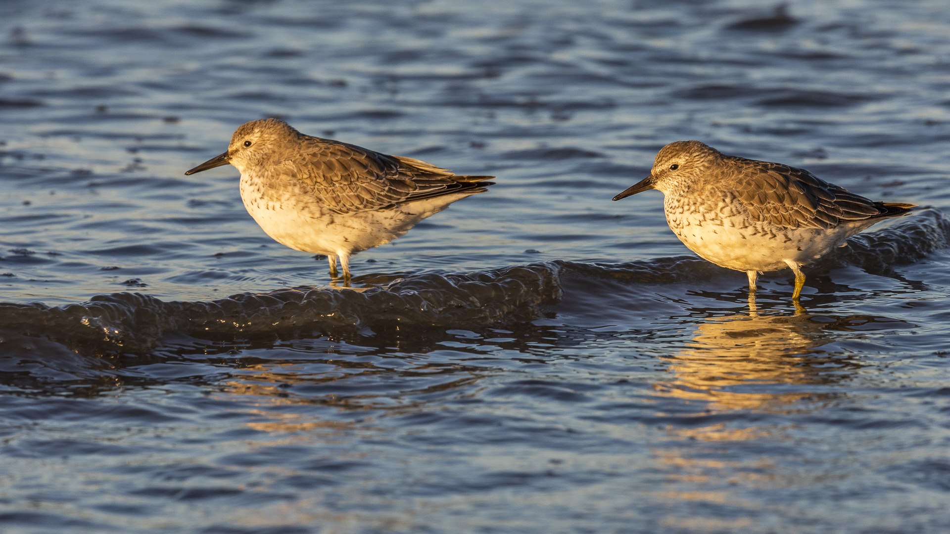 Knutts Foto & Bild | sonnenuntergang, meer, natur Bilder auf fotocommunity