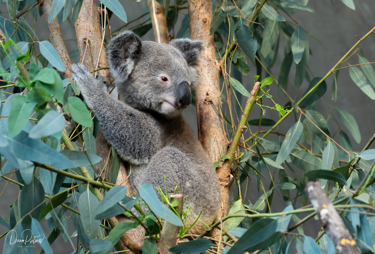 Koala Foto & Bild | nikon, natur, schweiz Bilder auf fotocommunity