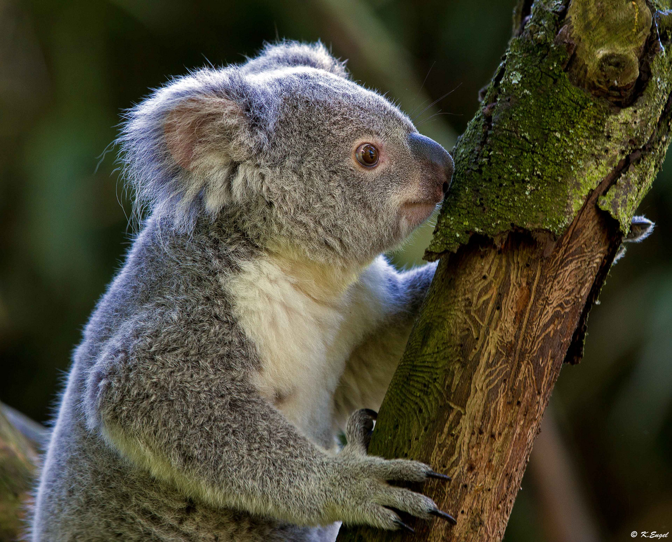 Koala Foto & Bild | tiere, zoo, wildpark & falknerei, säugetiere Bilder ...