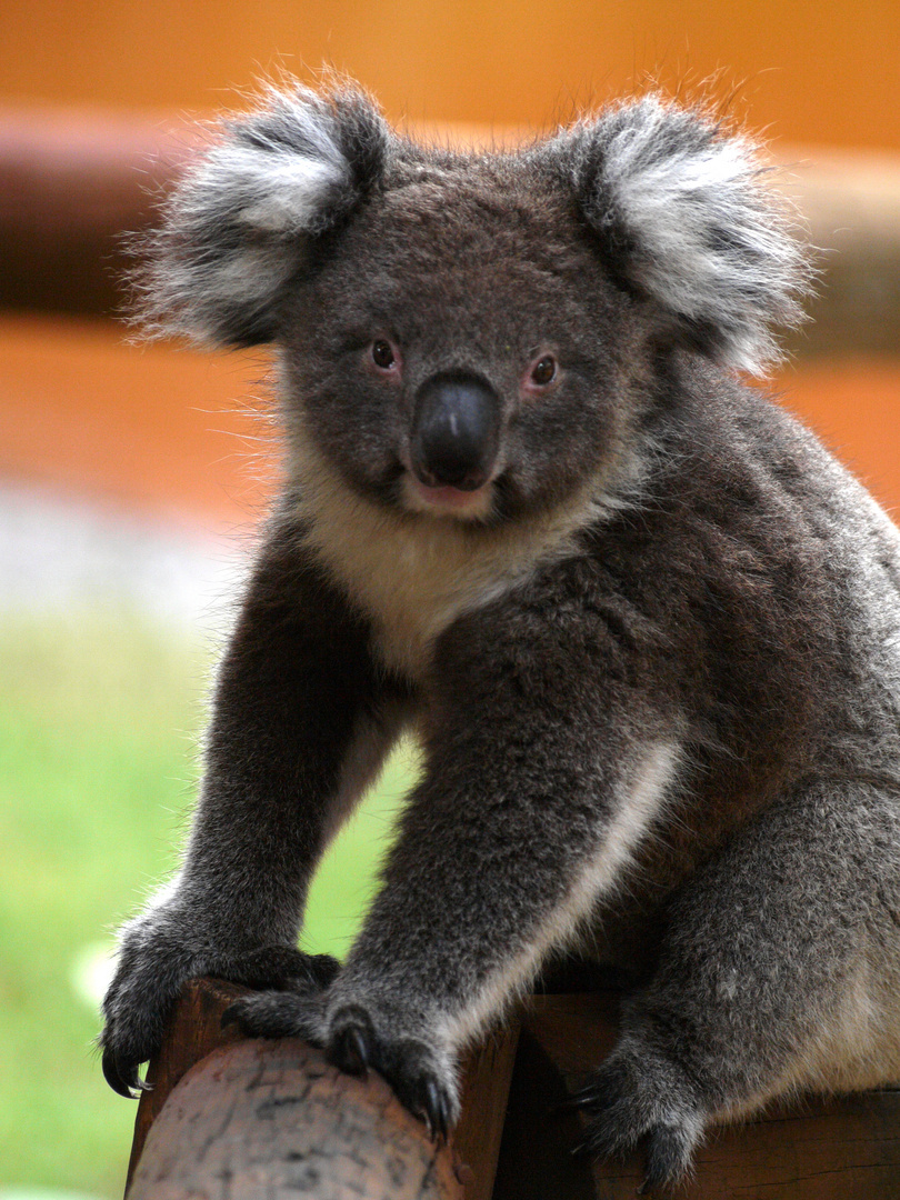 Koala Foto & Bild | australia & oceania, australia, western australia ...