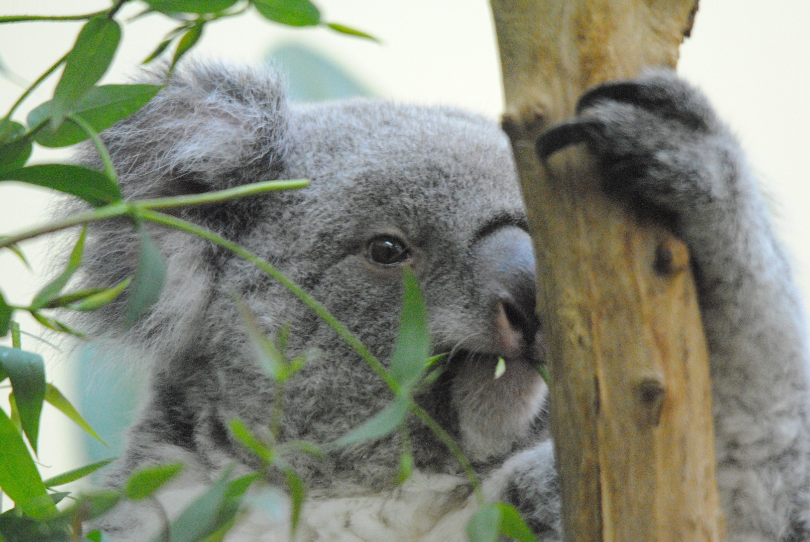 Koala Foto & Bild | tiere, zoo, wildpark & falknerei, säugetiere Bilder ...