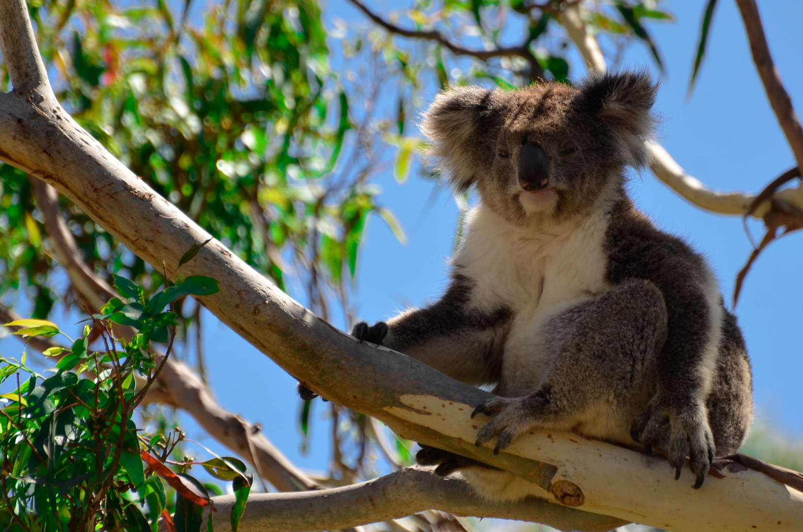 Koala Foto & Bild | tiere, wildlife, wildlife: sonstige tiere Bilder ...
