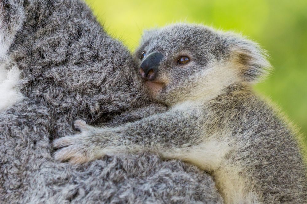 Koala Baby Foto & Bild | tiere, wildlife, säugetiere Bilder auf ...