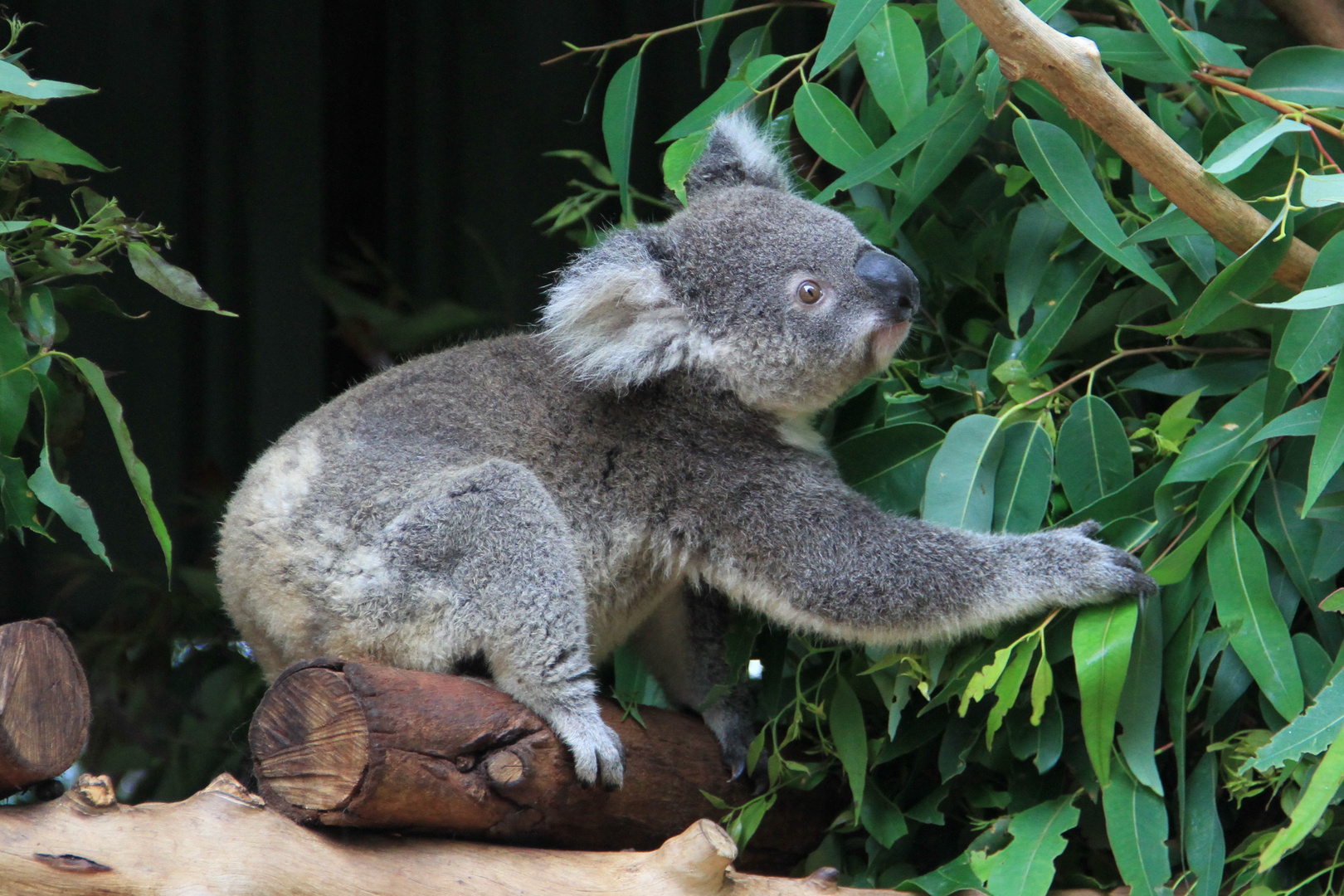 Koala Foto & Bild | fotos, world, spezial Bilder auf fotocommunity