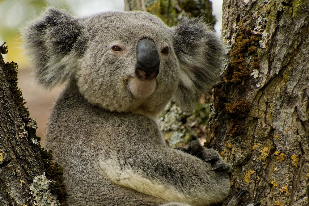 Koala Foto & Bild | natur, tier, zoo Bilder auf fotocommunity