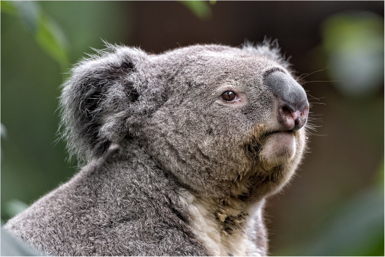 Koala Foto & Bild | natur, porträt, zoo Bilder auf fotocommunity