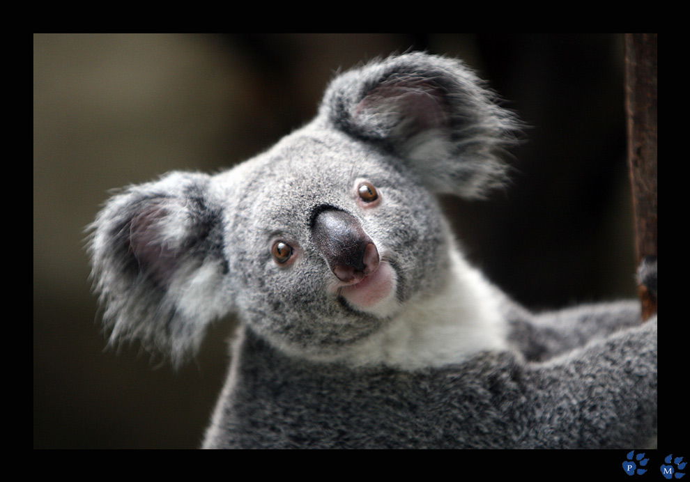 Koala-Portrait Foto & Bild | tiere, zoo, wildpark & falknerei ...
