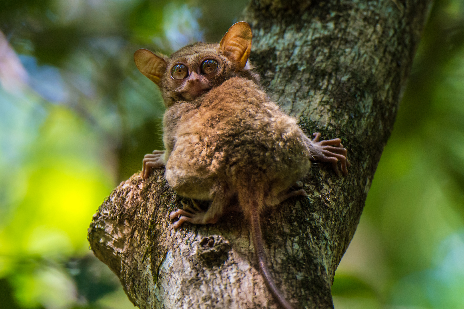 Koboldmaki Foto & Bild | tiere, wildlife, säugetiere Bilder auf ...