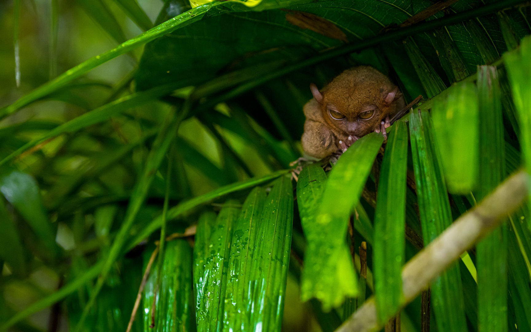 Koboldmaki Bohol Foto & Bild | asia, tiere, southeast asia Bilder auf ...