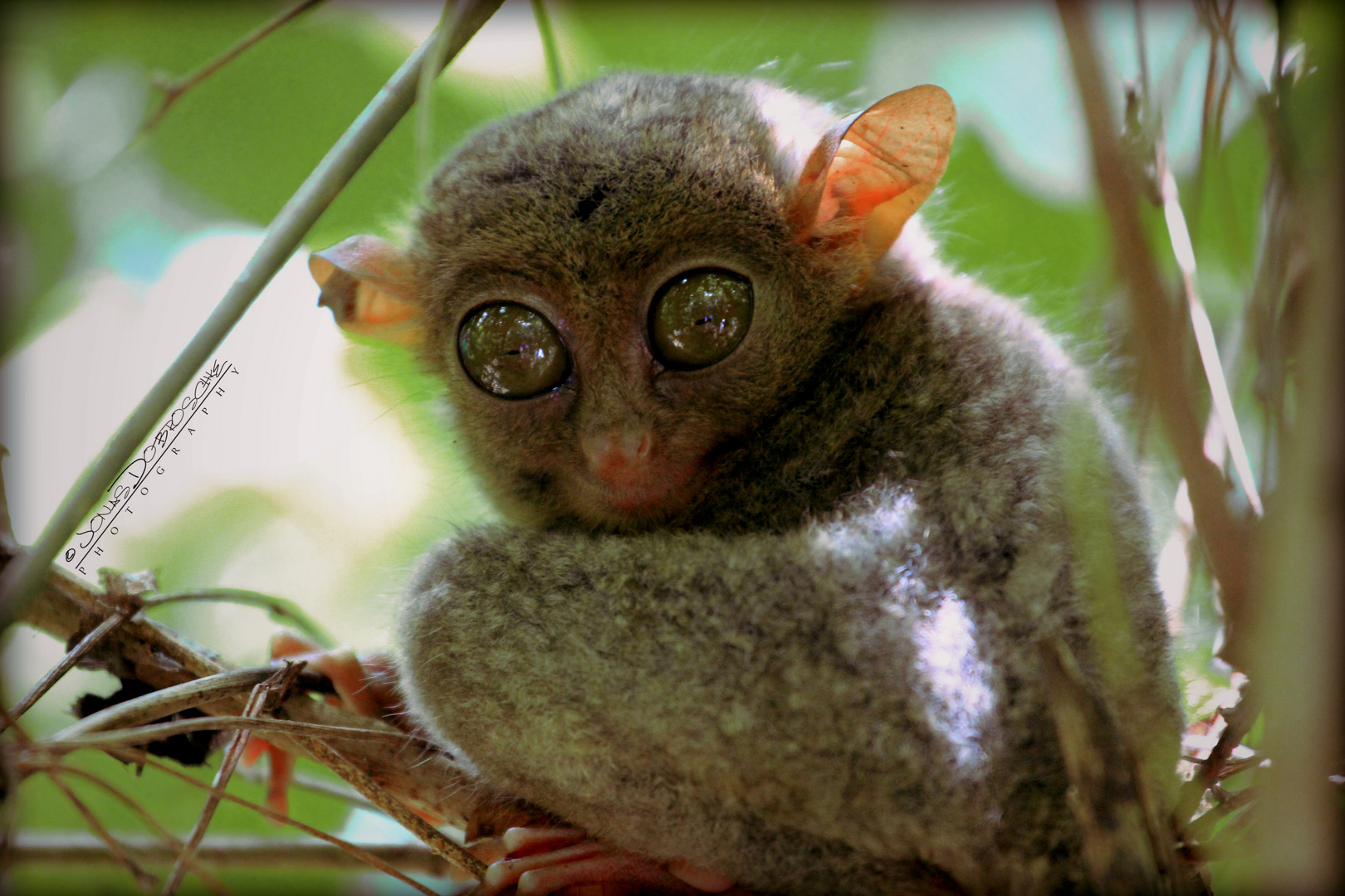 Koboldmaki Foto & Bild | tiere, zoo, wildpark & falknerei, säugetiere ...