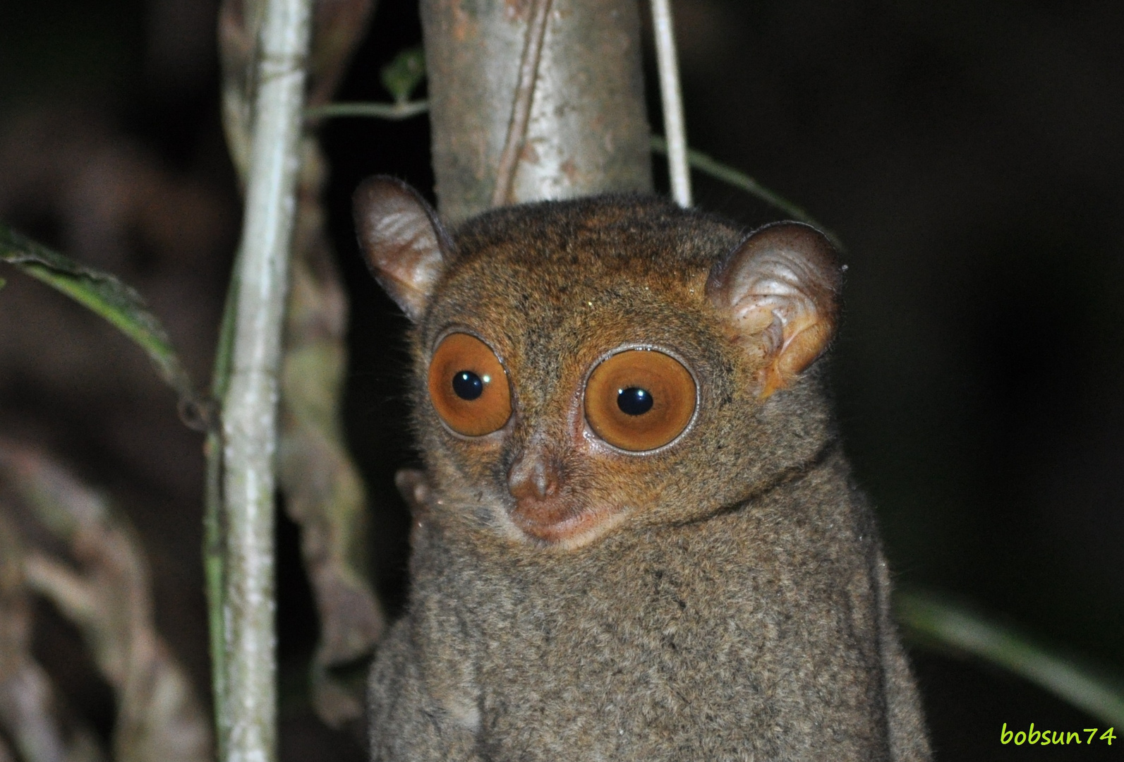 Koboldmaki im Regenwald von Borneo bei Nacht Foto & Bild | archiv, a r ...